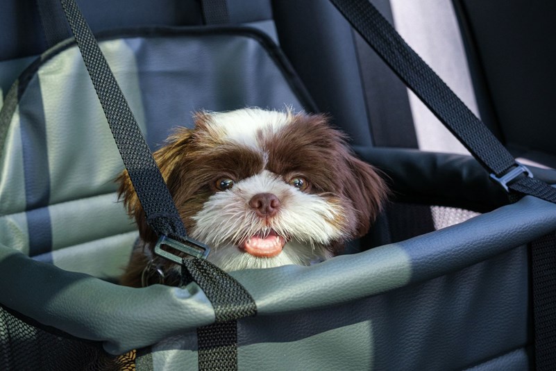 Best pet car seat in 2025 designed for safety and comfort